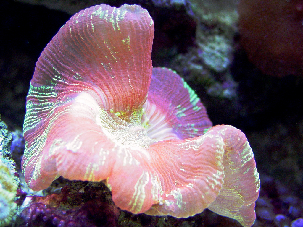 Alam Mengembang Jadi Guru: Beautiful Worms, Corals & Mushrooms of the Sea