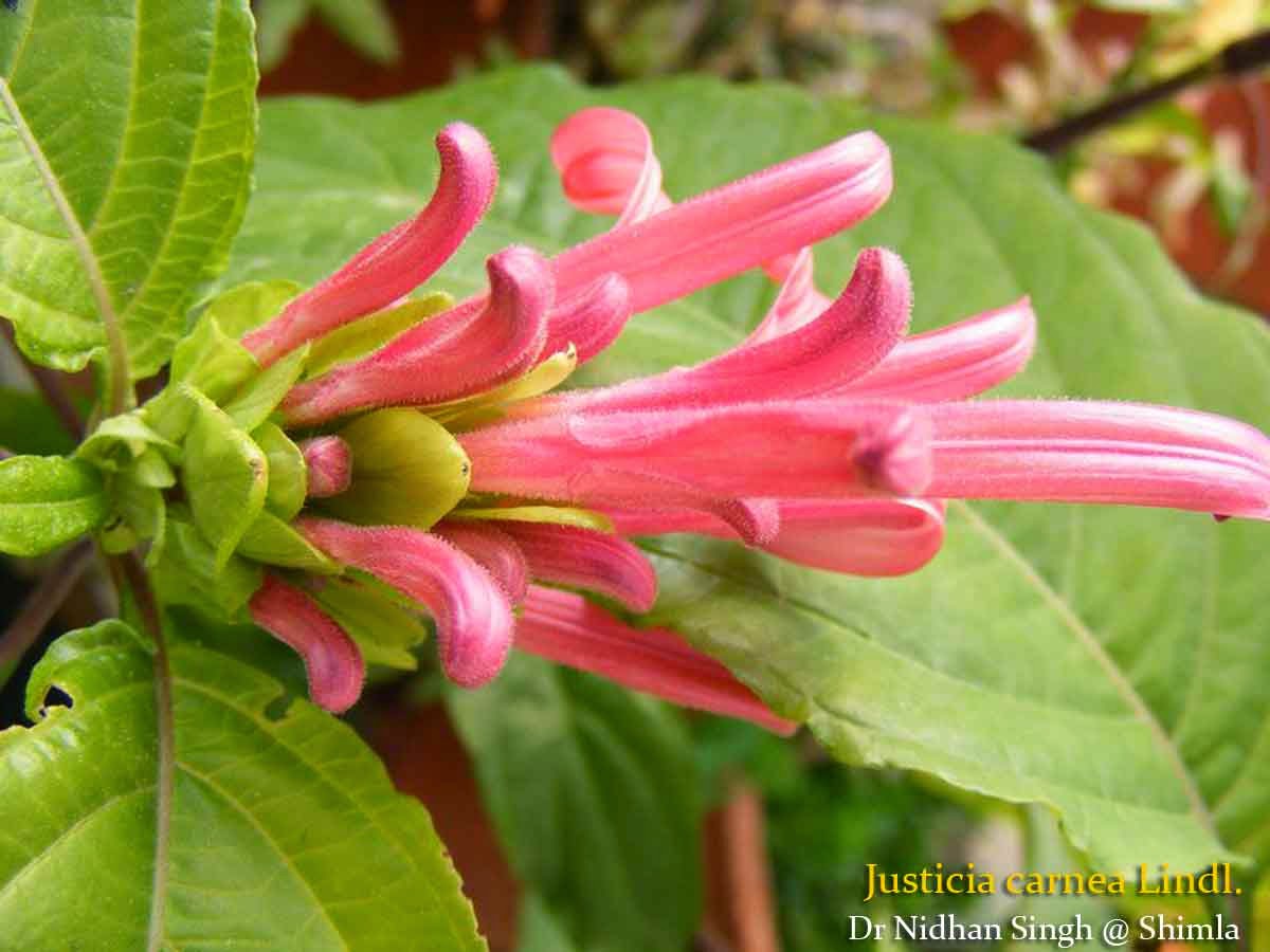 Medicinal Plants: Justicia carnea, Jacobinia, Brazilian plume