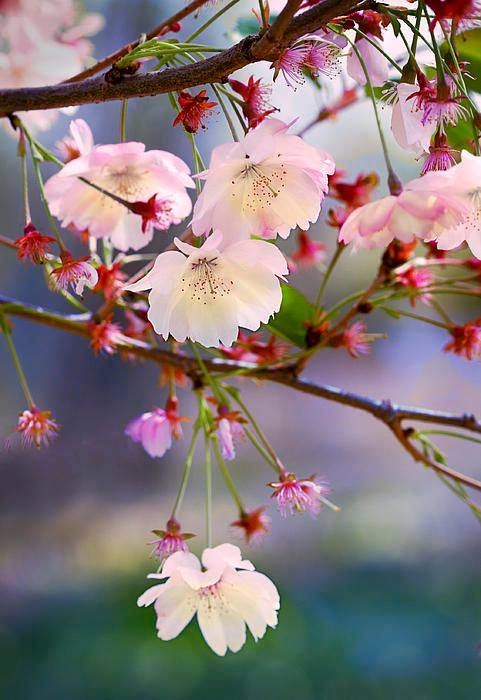 Iubire pentru ingeri: Invata de la copaci