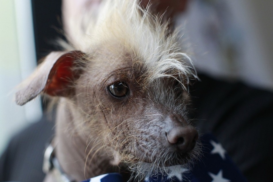 The 2012 World's Ugliest Dog Contest (18 pics) | Amazing Creatures