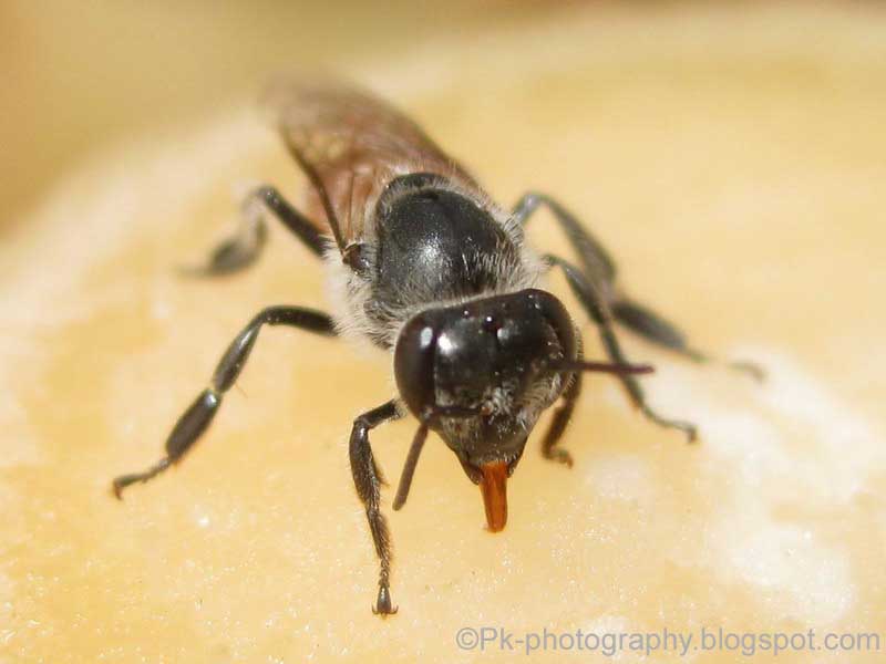 Red Dwarf Honey Bee-Apis florea | Nature, Cultural, and Travel ...