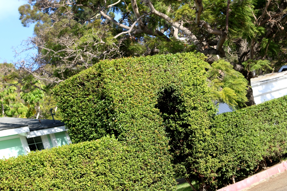 A photo, A thought............: Discovery: Incredible topiary designs