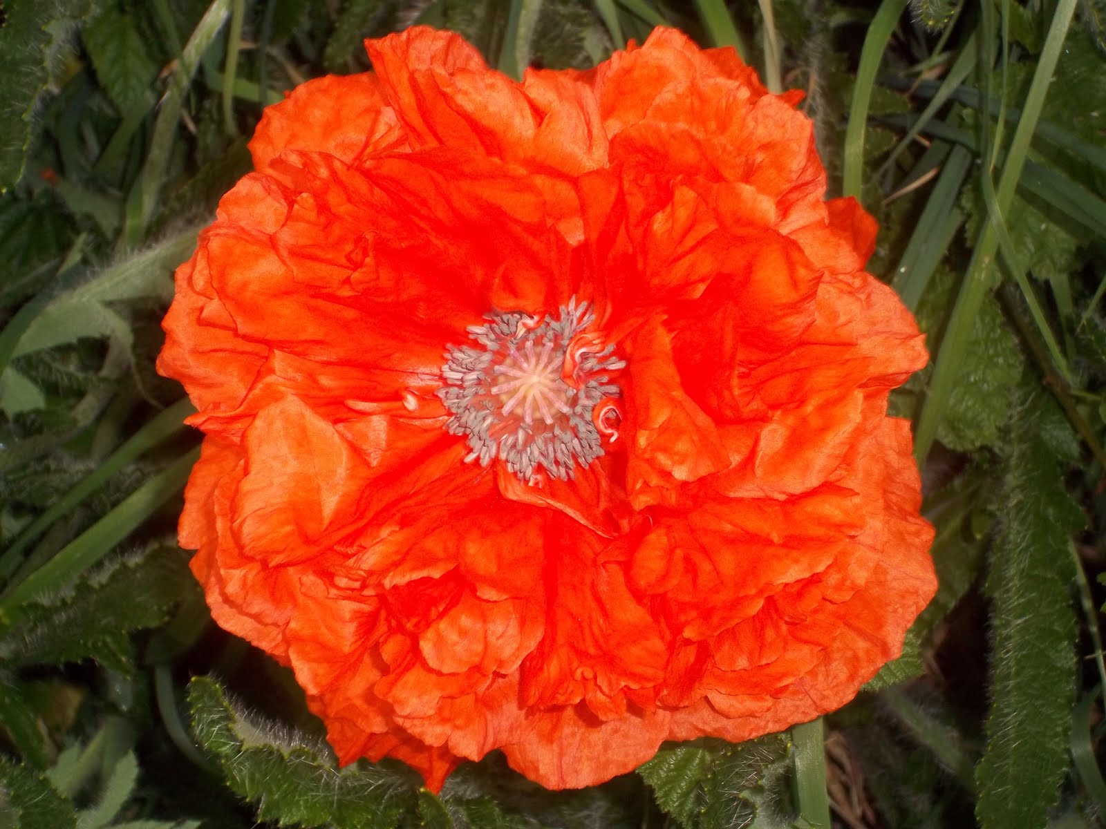 Lucy 'In the sky': 'Poppy Day' - Giant Poppies