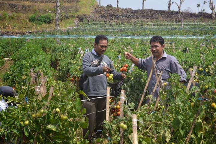 Staf Bupati Bantaeng: Panen Buah Tomat di Desa Bonto Daeng - Kabupaten ...