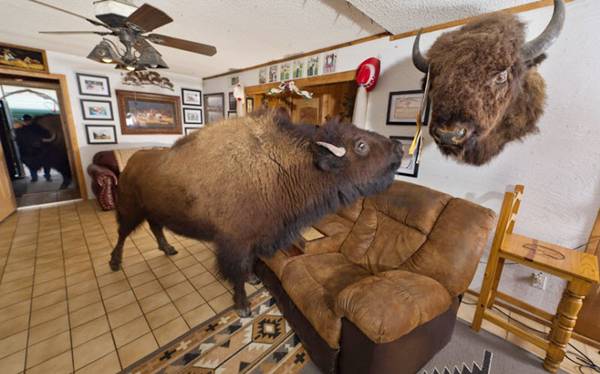 Awesome Pet Bison at home throughout Colorado