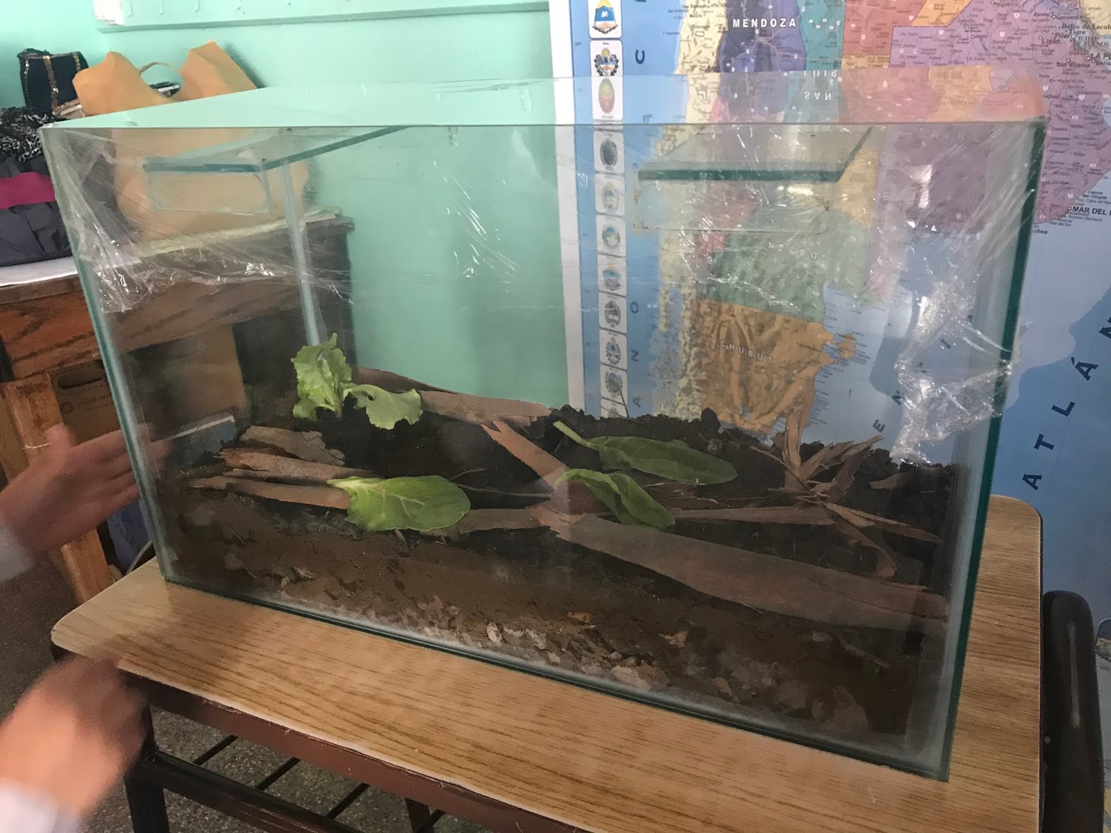 Nuestro Mundo Escolar: Terrario