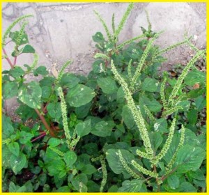 √ Khasiat Daun Bayam Duri - Meja Sehat