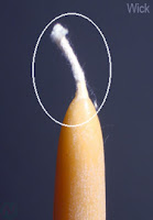 Living Room Things Names & Pictures | Necessary Vocabulary - Necessary ...