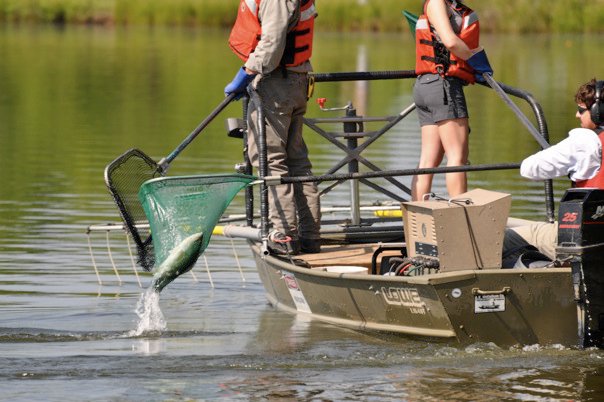 The Fisheries Blog: Electrofishing: How to be effective