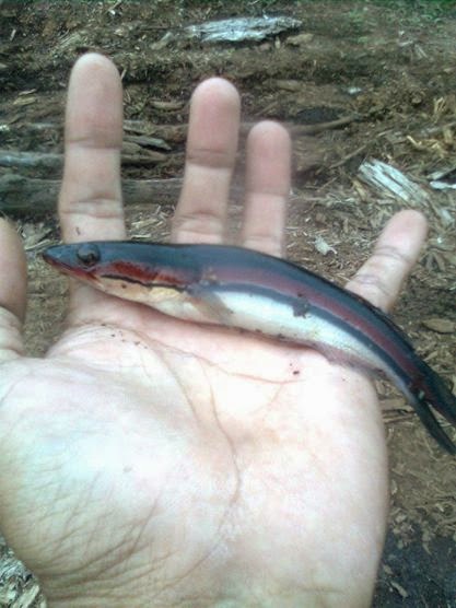 Potensi Memancing Ikan Gabus Toman Di Kabupaten Rokan Hilir Provinsi Riau