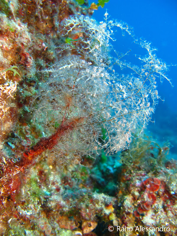 Necton e Plancton: Cnidari: Eudendrio