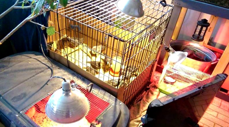 Seven Homemade Chick Brooders - Fresh Eggs Daily® with Lisa Steele