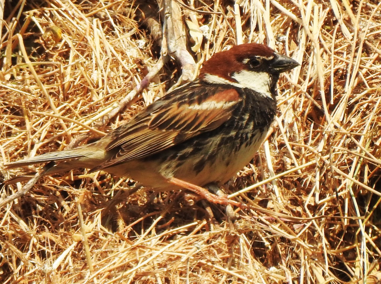 PASARI DIN ROMANIA: VRABIE NEGRICIOASA (2), Passer hispaniolensis