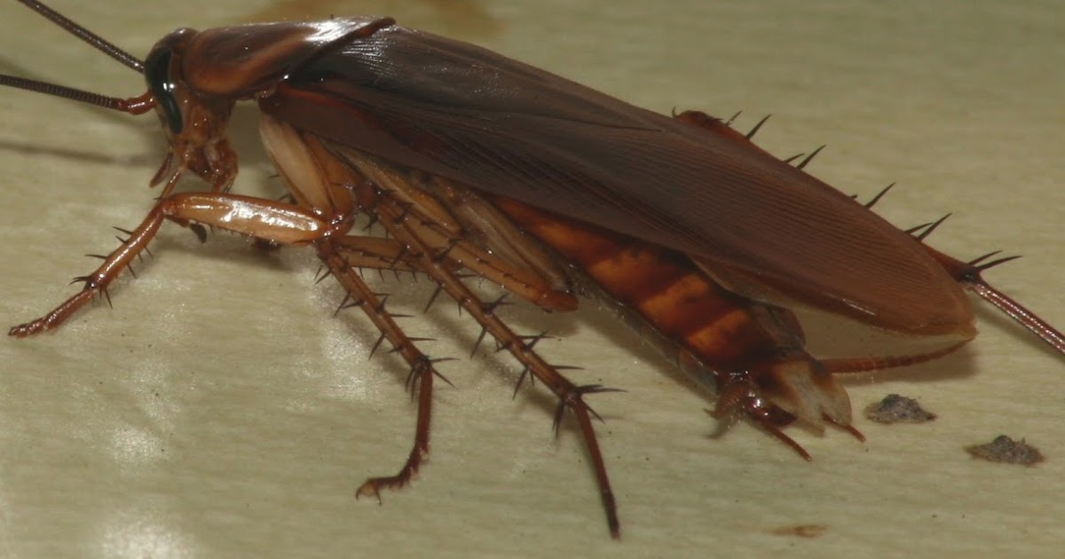 La Cucaracha ~ Los Animales