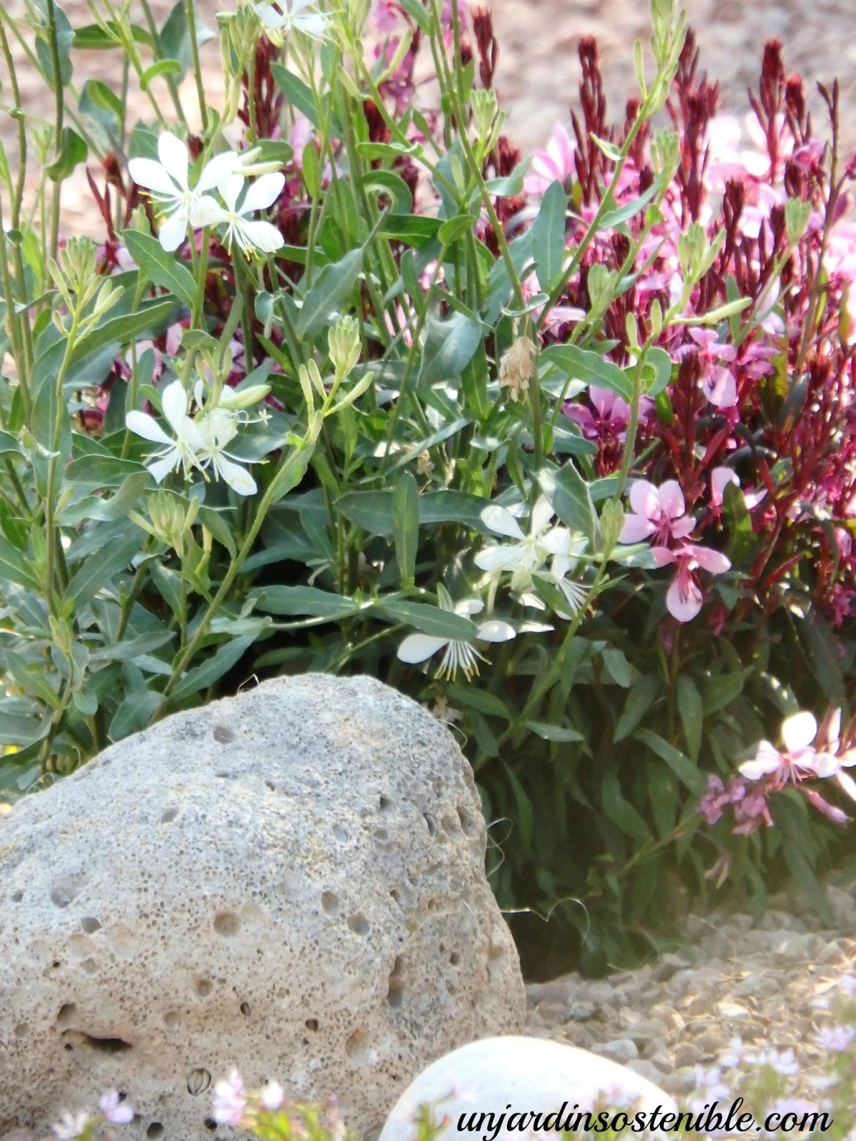 unjardinsostenible.com: Gaura lindheimeri (Gaura)
