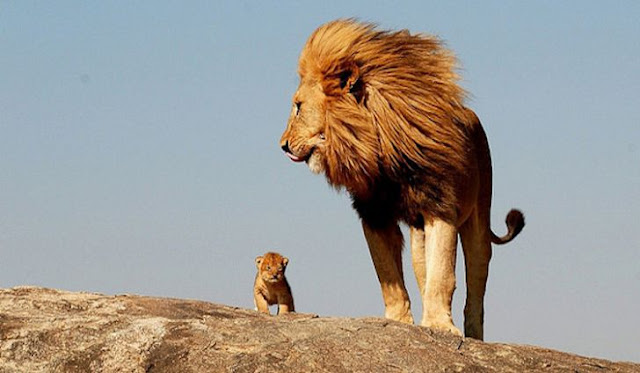 What Different Types Of Lions Are There----On Fow24news.com - FOW 24 NEWS