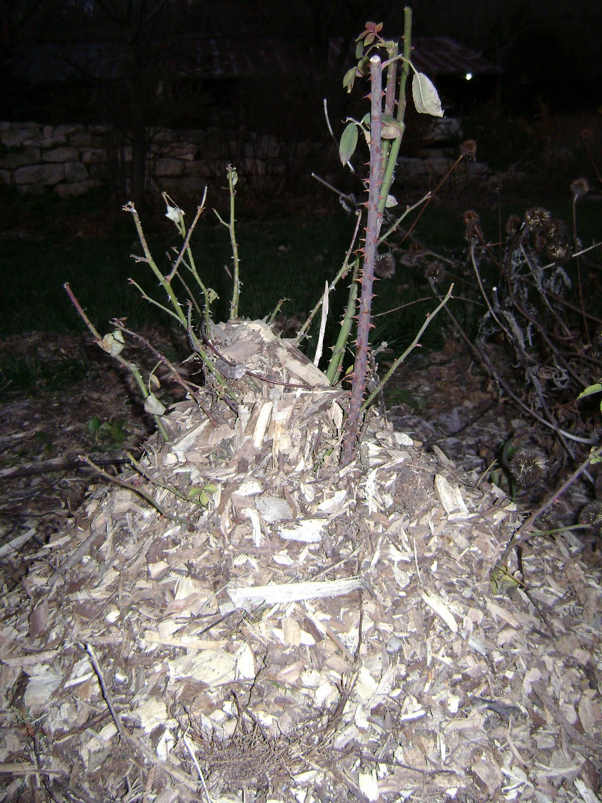 Riley County Extension Blog Mulching Hybrid Tea Roses