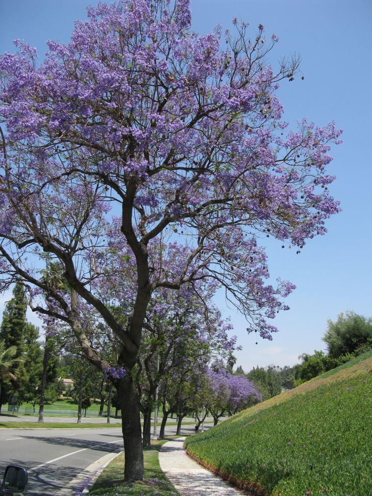 OccasionalPiece: Jacaranda Trees