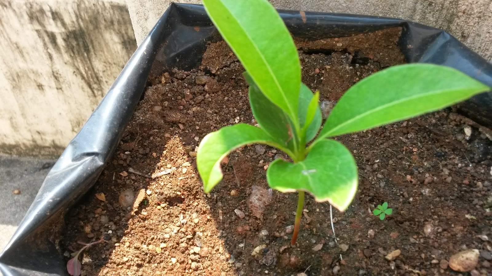 Organic micro farm and vegetable terrace garden : Sapodilla fruit or ...