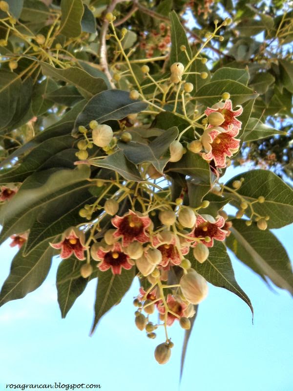 Rosa en Gran Canaria: Árbol botella (Brachychiton populneus)