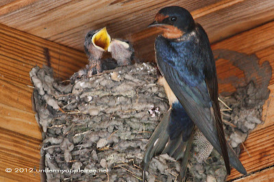 Animal Facts: Barn Swallow