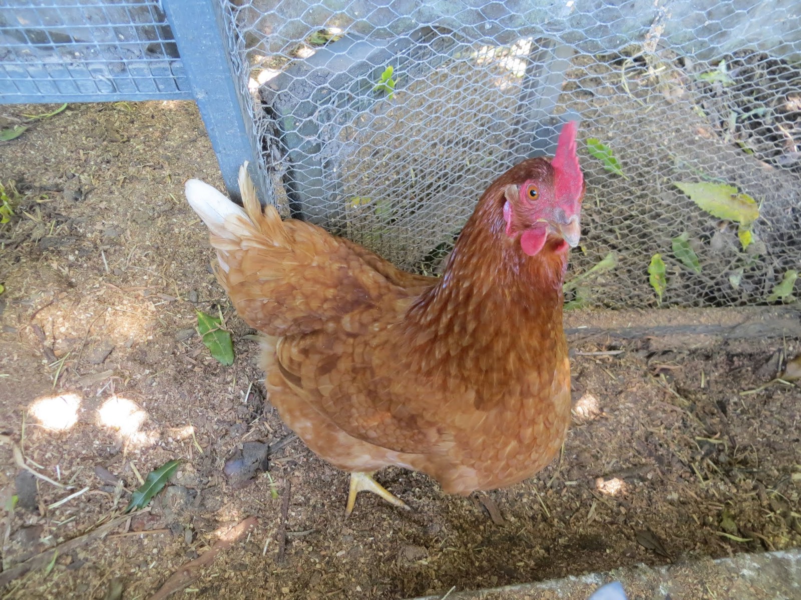 Keeping Chickens NZ: Help, my chickens are fading!