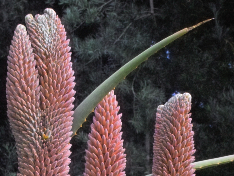 L.A. County Arboretum & Botanic Garden Plant Info: Fasciation Fascination