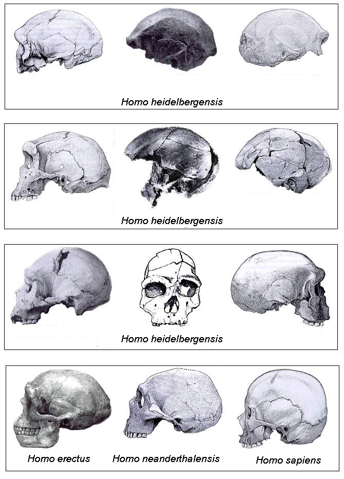 MUY INTERESANTE SPAIN: EL HOMO HEIDELBERGENSIS Y LA LANZA MÁS ANTIGUA ...