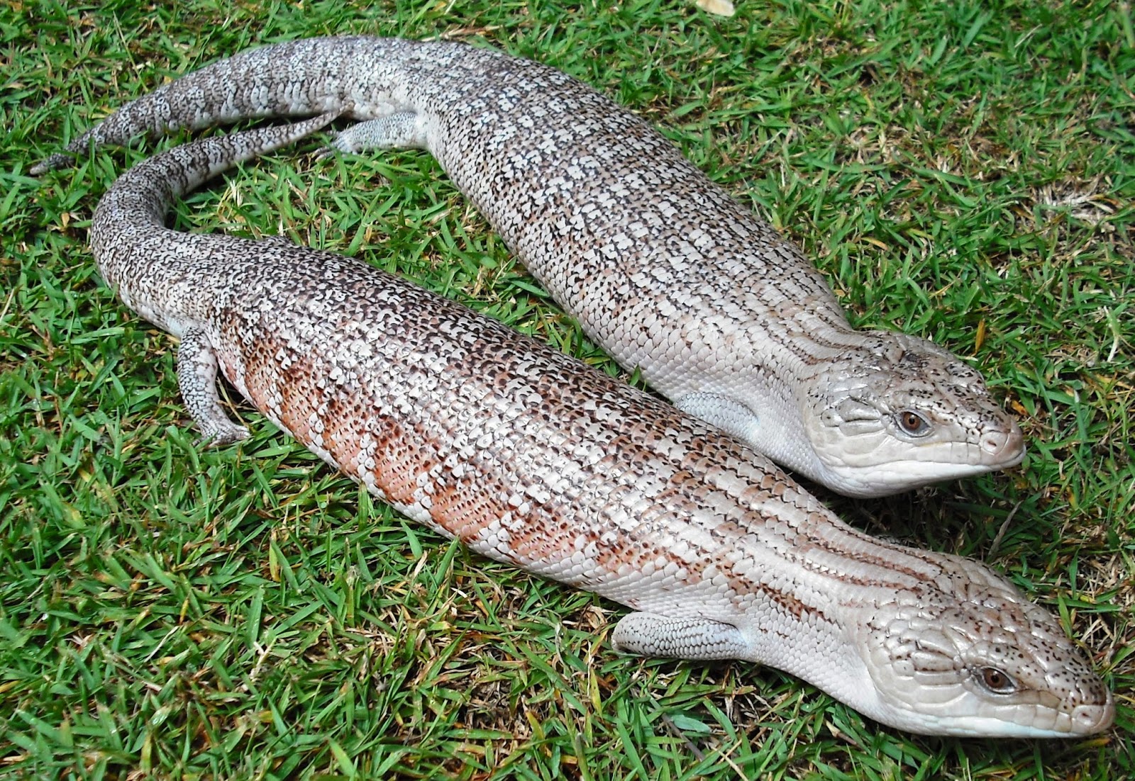 Tiliqua Scincoides Animals | Facts & Interesting Pictures | All ...