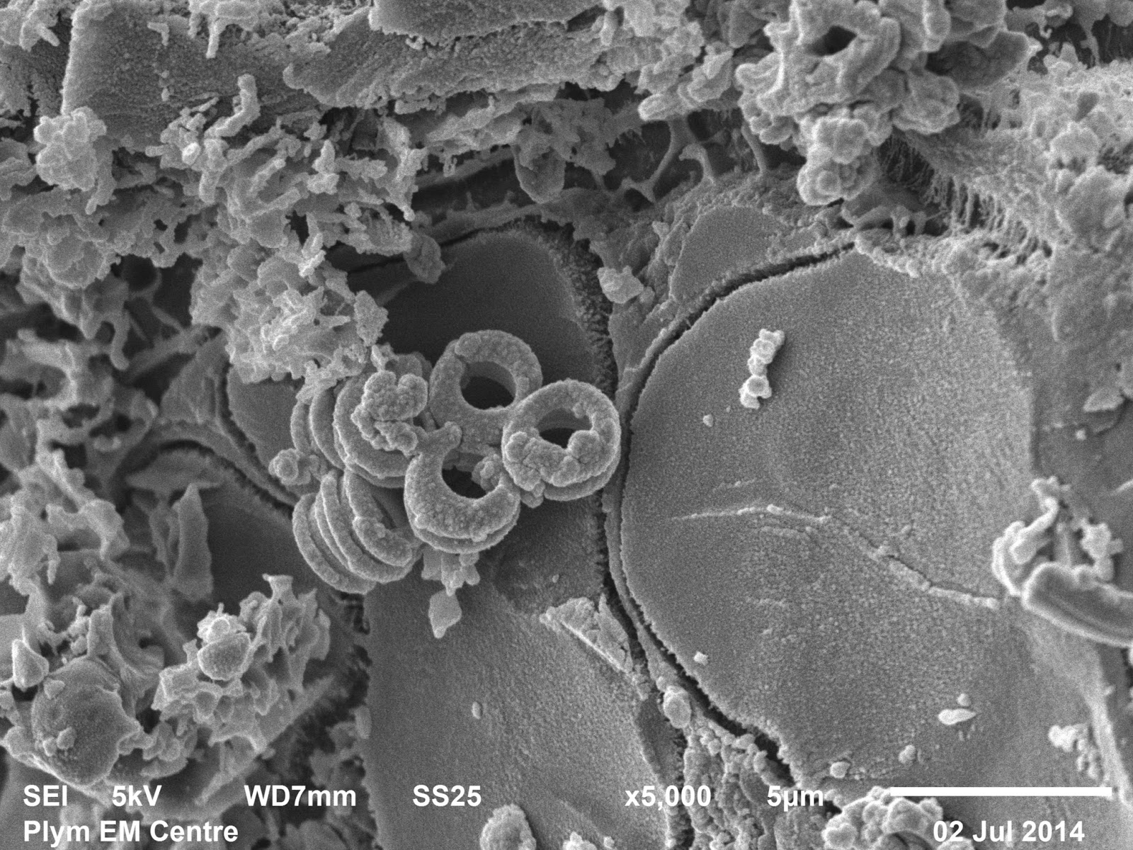 Plymouth Electron Microscopy Centre: Using cryo-SEM to perfect your ...