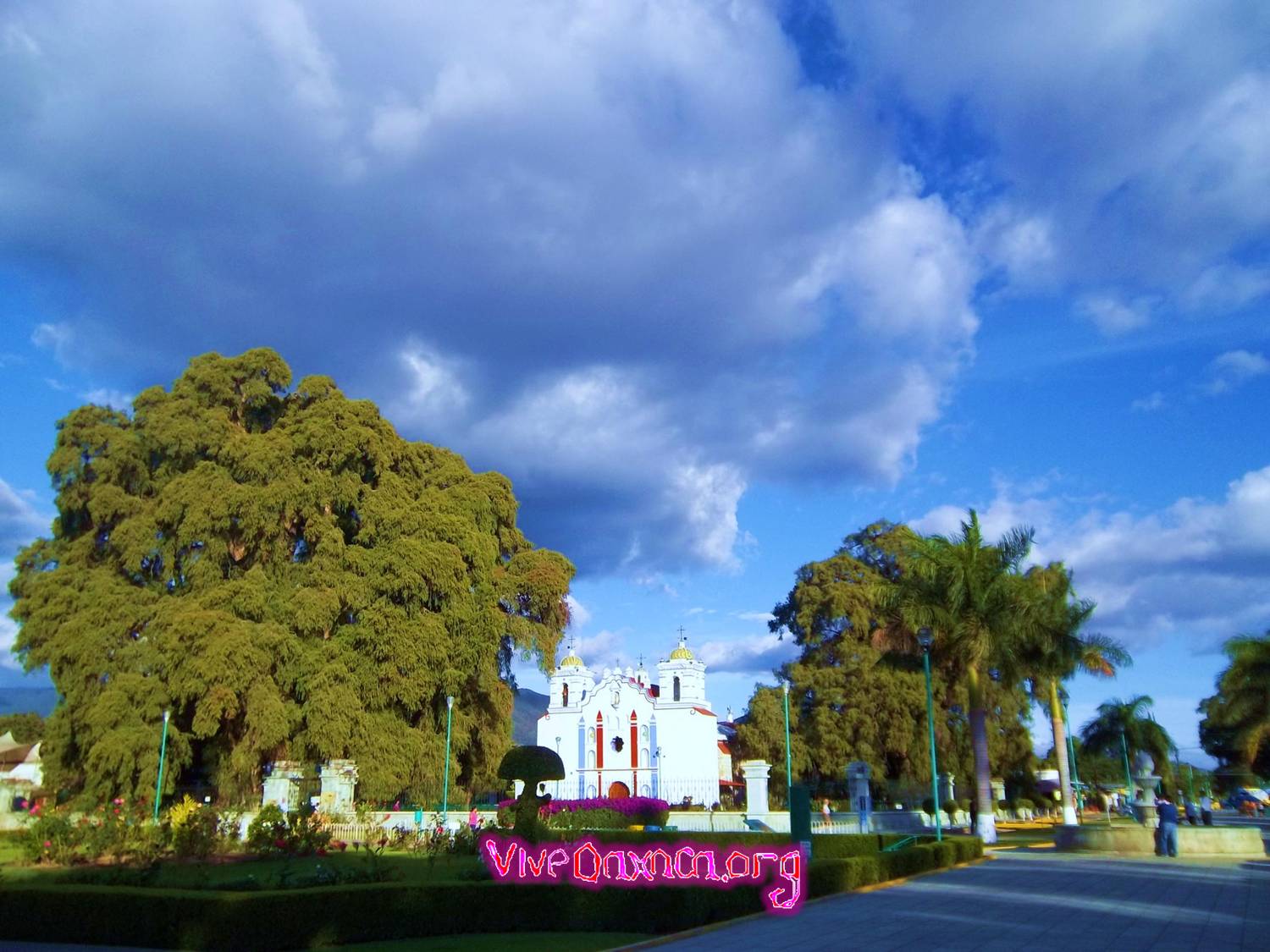 Árbol del Tule de Oaxaca (Datos y Leyenda) - Vive Oaxaca | Pagina ...