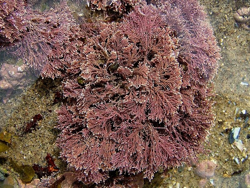 A la palestra : Corallina officinalis