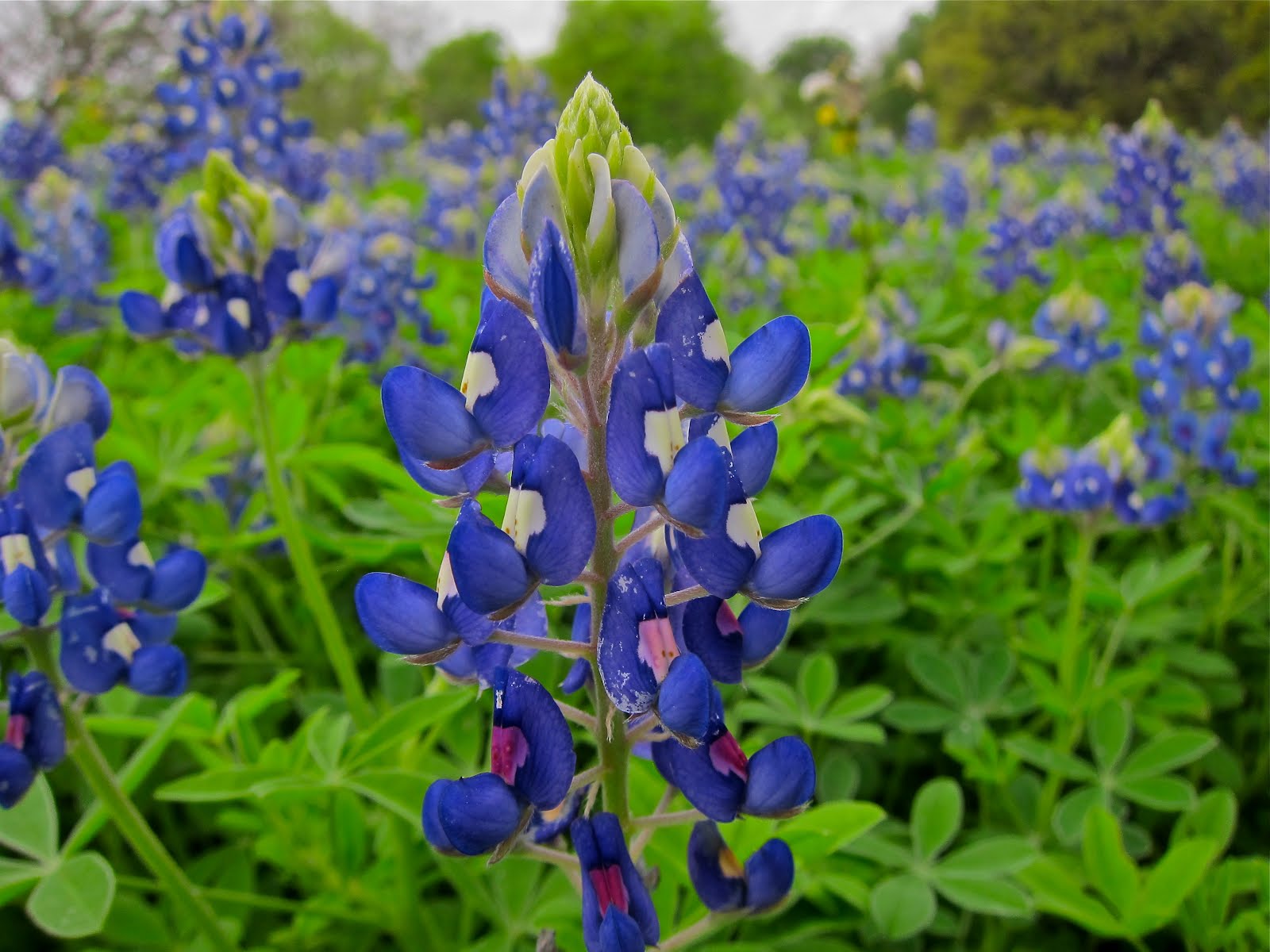 Joe M. O'Connell: Everything's better with bluebonnets
