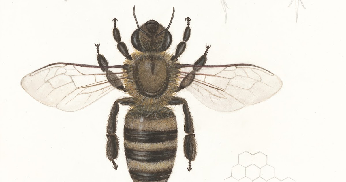 Kranjska čebela (Carniolan bee) - Ana Balažic