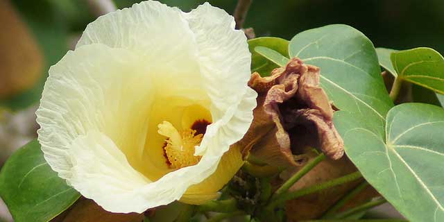 health benefits: Skin diseases healing medicine