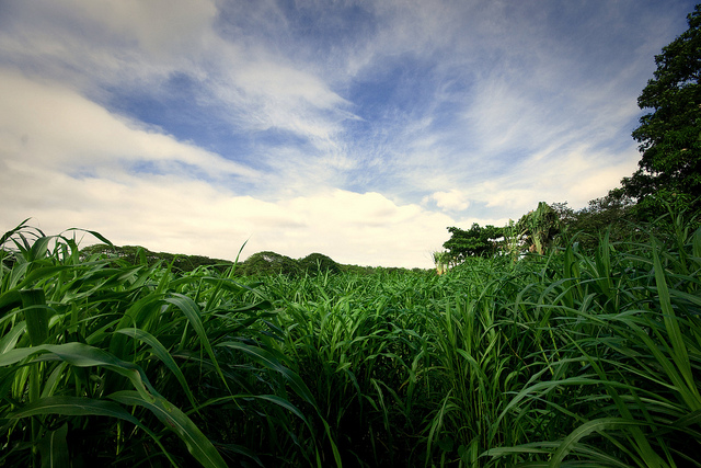 Bijoy Momaya: Aarey Milk Colony - The Unseen Heaven in Mumbai...!