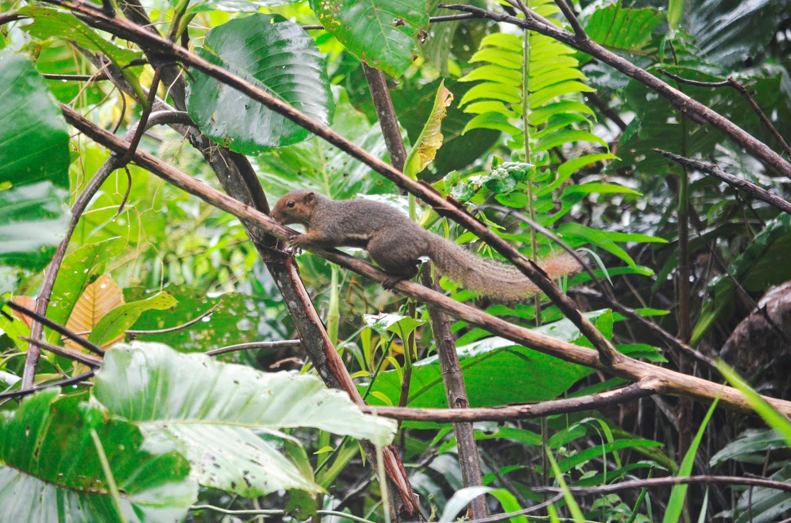 The Kambatik Park, Bintulu.: The forest fringe