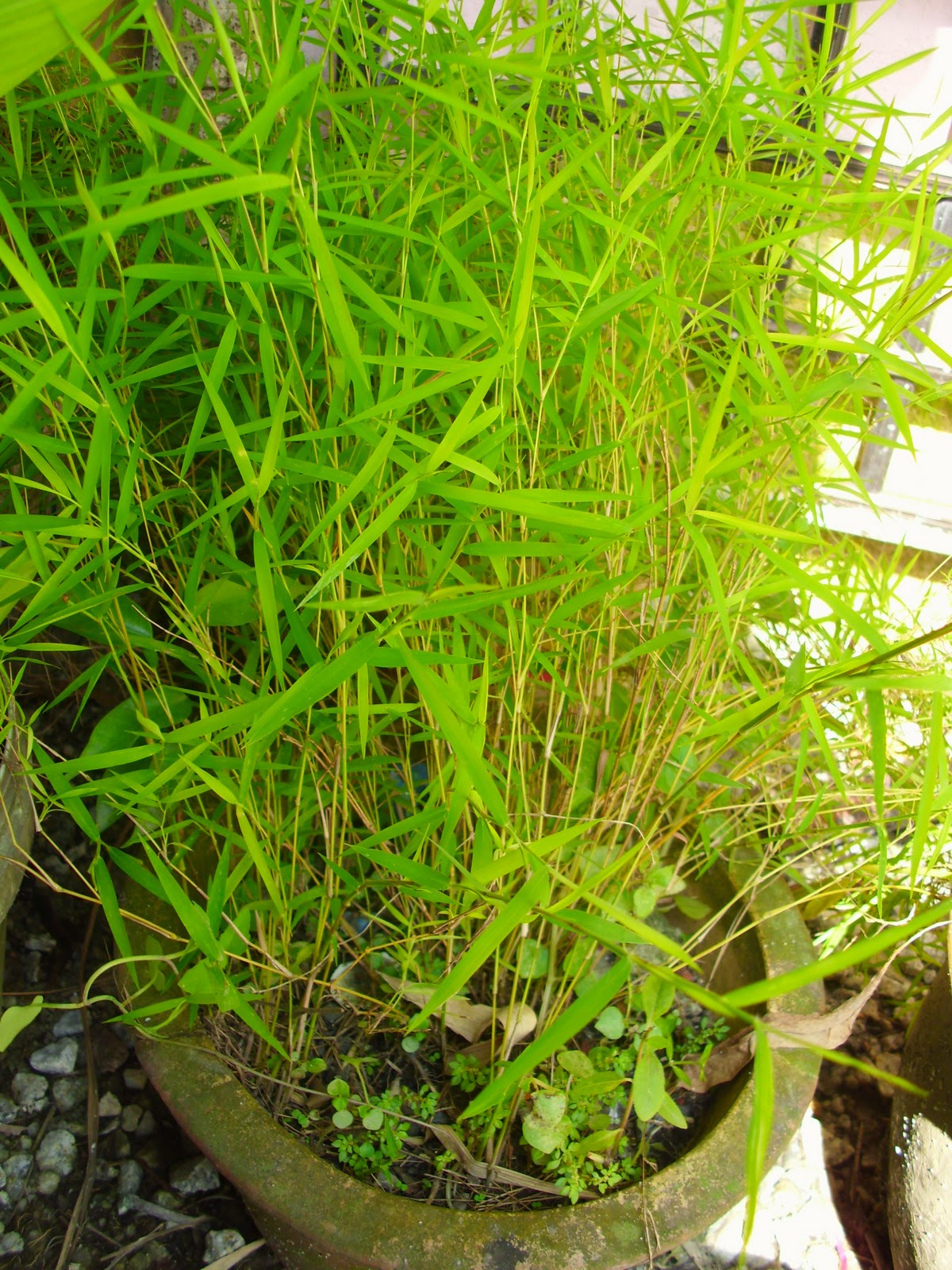 perubatan,mistik, antik, kebudayaan dan sejarah: BULUH PERINDU HIDUP ...