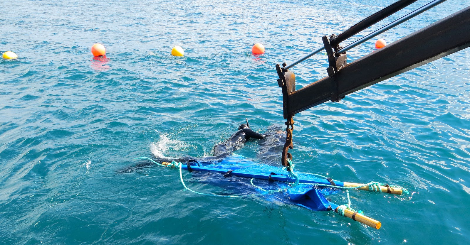 Tag-A-Giant: Tuna trap tagging takes teamwork!