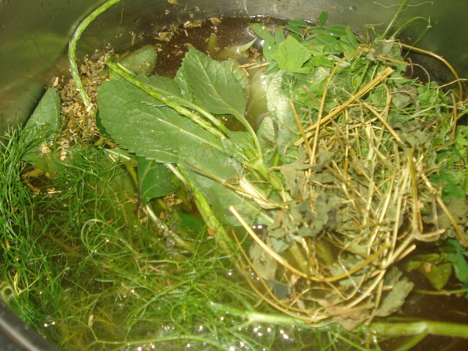 Bush Tea