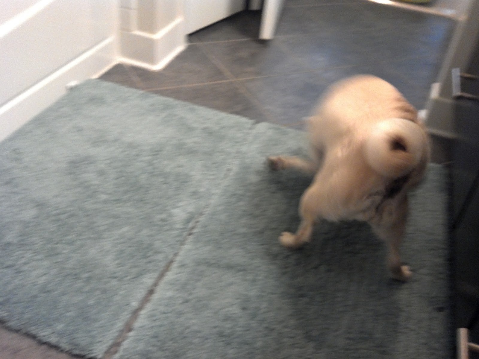 Lil Smug Pug: Internet Madness, Pug Photos, and New Harness - Yippee!