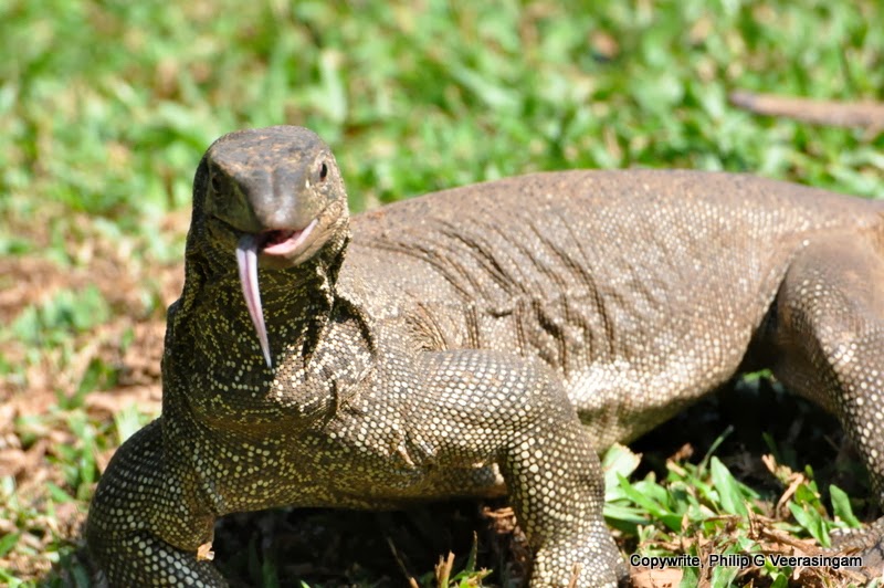 philipveerasingam: Inside 'Hotel Sigiriya', Sigiriya, Sri Lanka.
