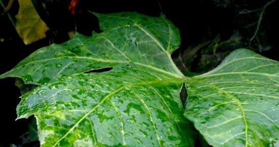 NOMBRES DE PLANTAS EN MAYA - BLOG YUCATÁN