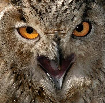 ALIADOS DE PODER : ALIADO DE PODER: EL BÚHO