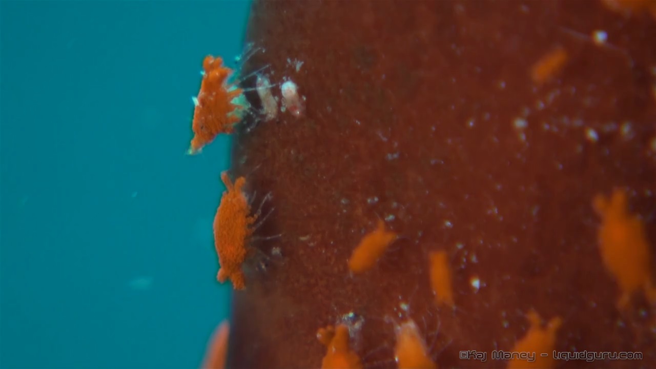 Real Monstrosities: Sponge Isopod