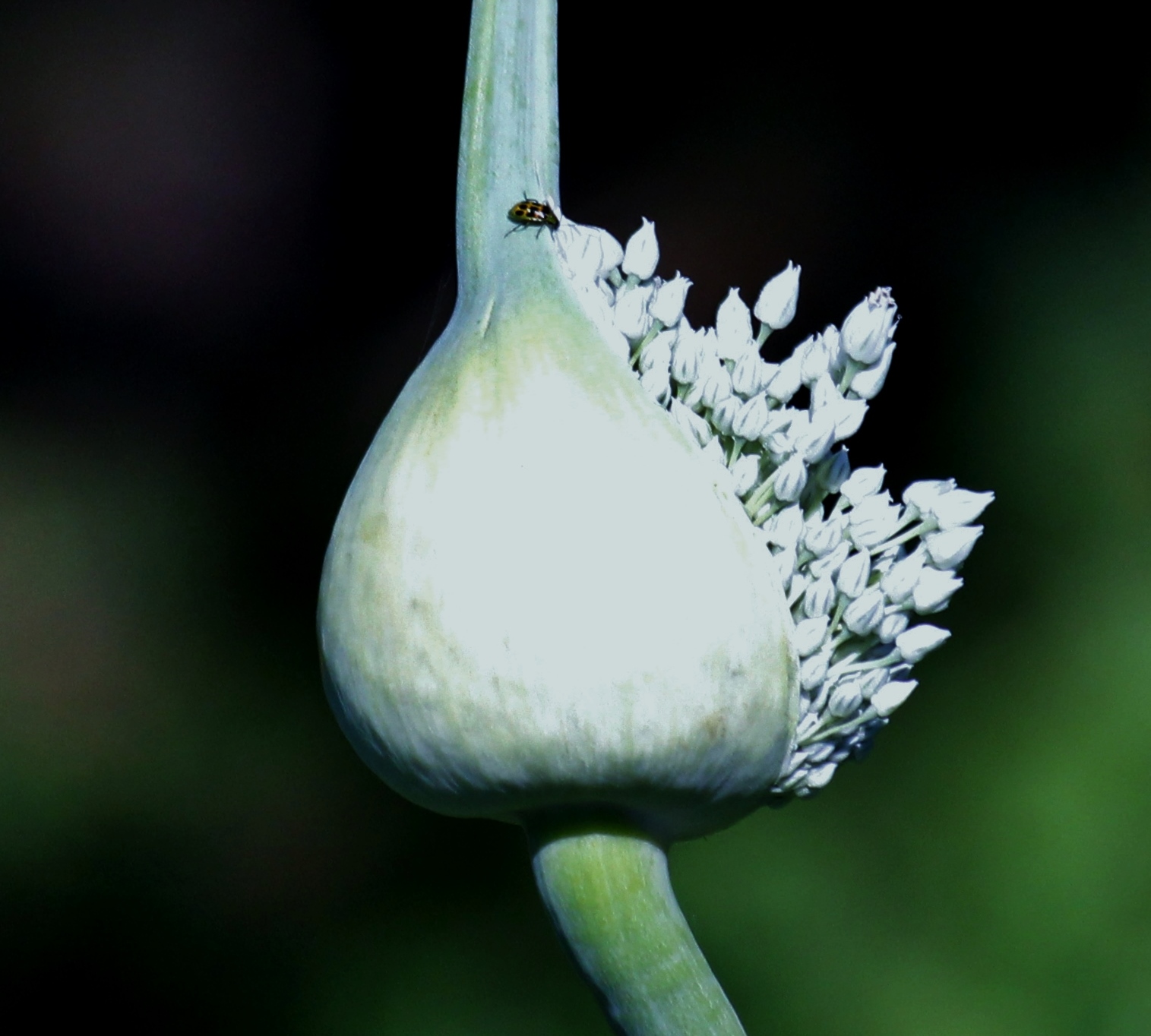 Joy 4 Today: Flowering Leeks!
