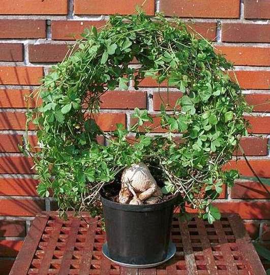 Всё о бегониях и не только...: Кедростис (Kedrostis)