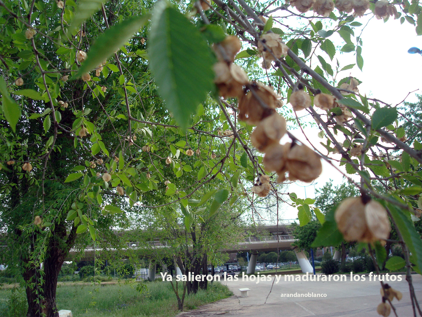 elarbolmiamigo-encinarosa: Olmos / Ulmus Minor
