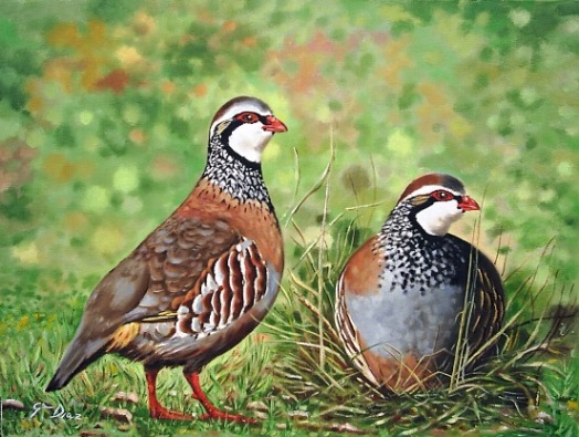 Agropecuaria Dominicana...: Perdices