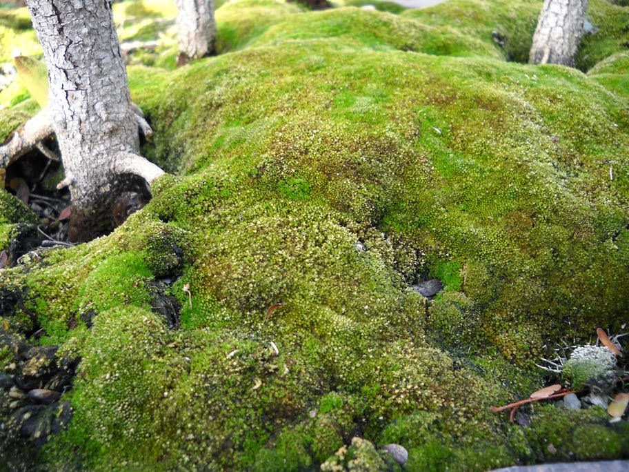 CHOWA ZOUTLEEUW: Zelf je mossen kweken